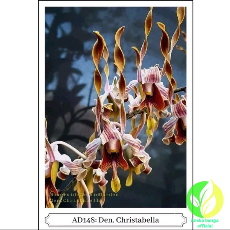 Jual BUNGA ANGGREK DENDROBIUM CHRISTABELLA / TANAMAN HIAS POHON ...