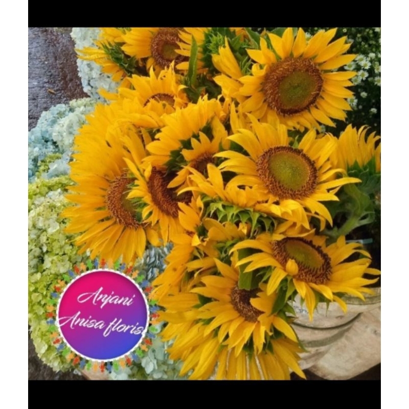 Jual bunga matahari satuan/bunga asli | Shopee Indonesia