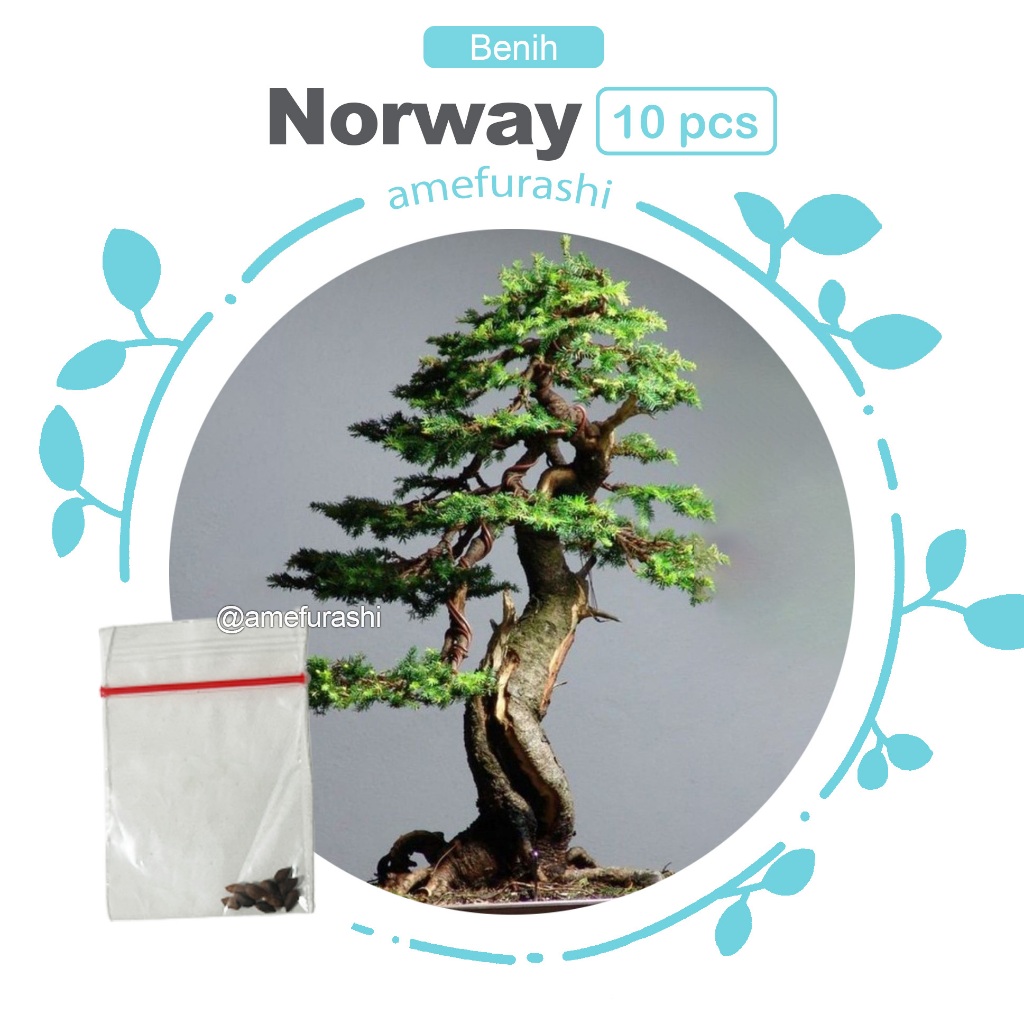 Jual Amefurashi Benih Biji Pohon Norway Spruce Cocok Untuk Bonsai ...