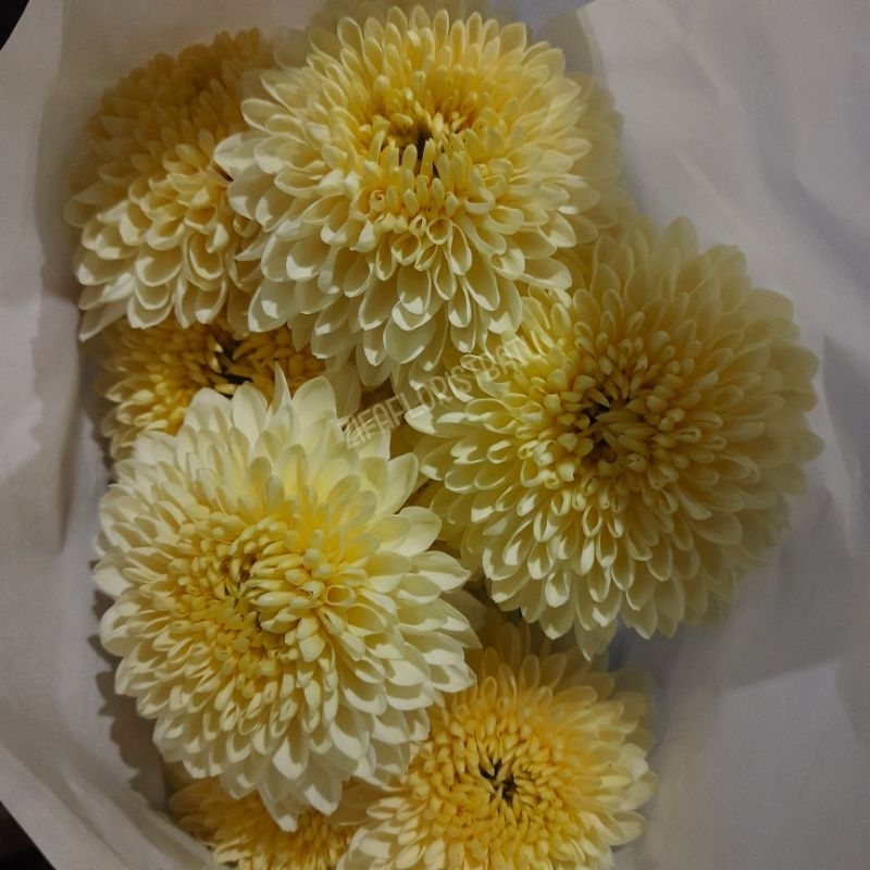 Jual bunga aster gompi/ aster potong (1 ikat= 10 tangkai) | Shopee ...