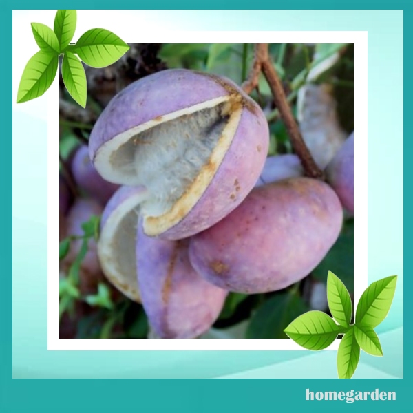 Jual Homegarden Bibit Akebia Benih Anggur Coklat Jepang Akebia Quinata ...