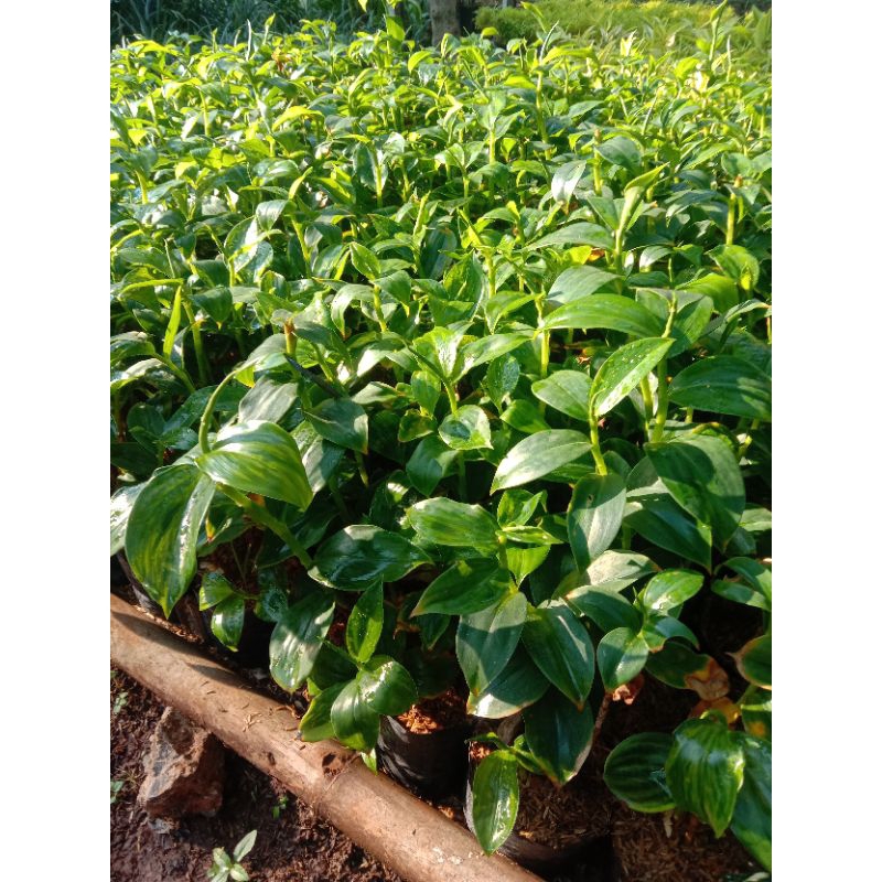 Jual pohon pacing pentul/tanaman pacing pentul bunga merah | Shopee ...