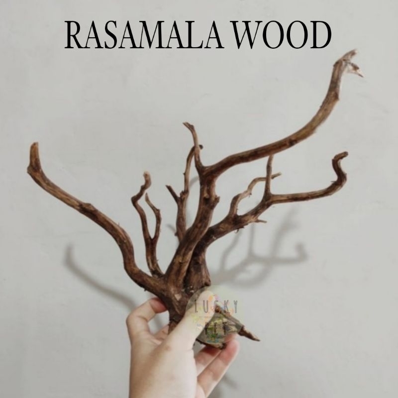Jual Kayu akar rasamala hiasan aquarium aquascape akuarium aksesoris ...