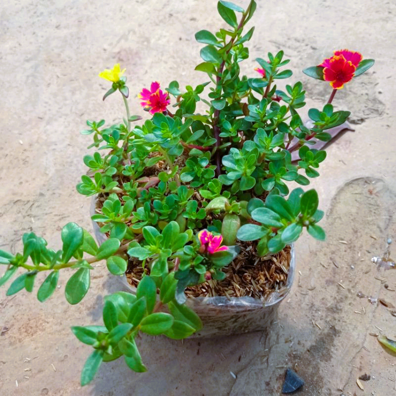 Jual Tanaman Hias Krokot, Bunga Hias Krokot, krokot Warna | Shopee ...