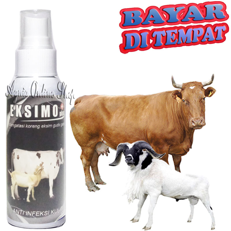 Jual OBAT KORENG SAPI KAMBING KERBAU EKSIMO PLUS SAKIT SCABIES JAMUR ...