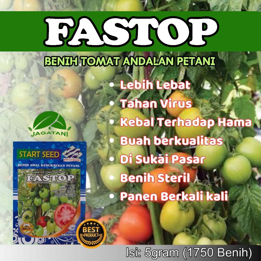 Jual COD Benih Tomat Fastop Super Unggul 5gr 1750 Biji Berkualitas Jenis Servo Buah Lebat ...