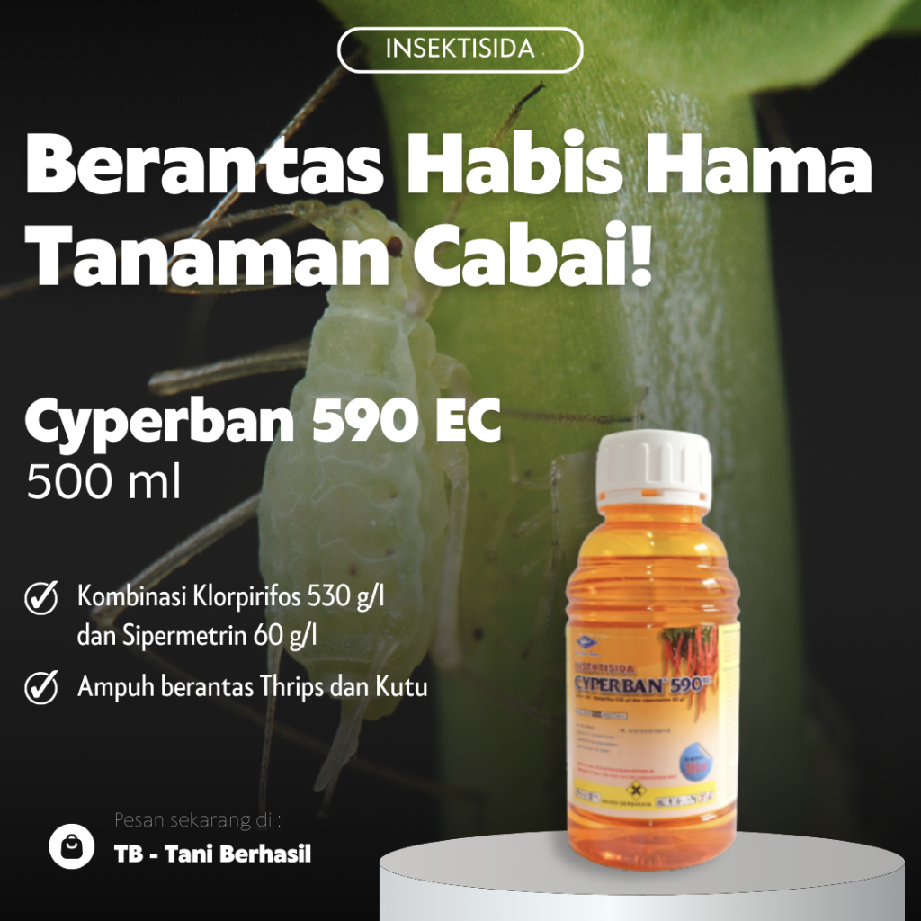 Jual Insektisida Cyperban 590 EC 500 ml, Obat Hama Cabai | Shopee Indonesia