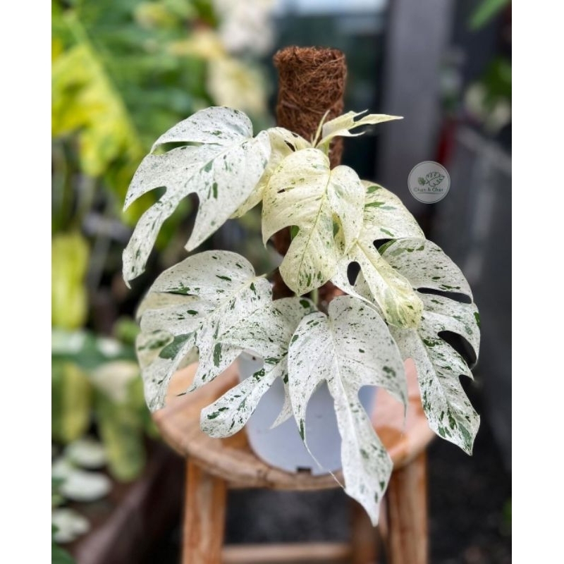 Jual Epipremnum Pinnatum Marble Variegated Tanaman Hias Monsterea ...