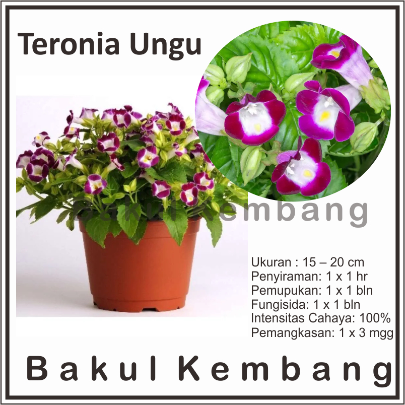 Jual Teronia ungu (Torenia fournieri )berbunga - tanaman hias teronia ...