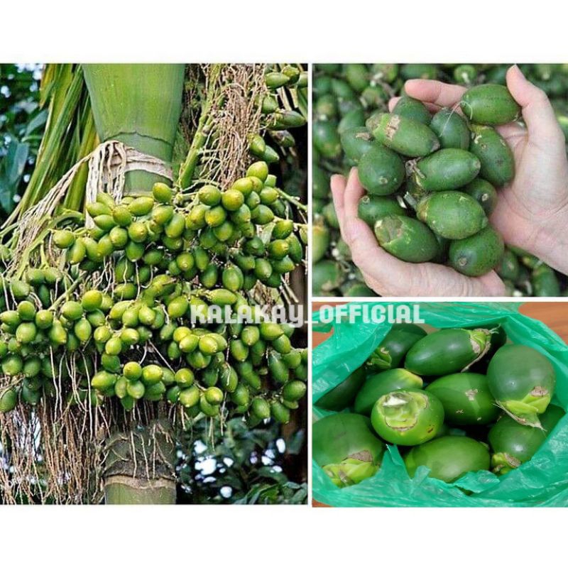 Jual Buah Pinang Muda Fresh 1 kg ( -+35pcs ) / Buah Jambe / Jebug Muda ...