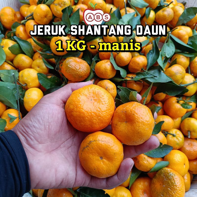 Jual Buah Jeruk Shantang daun manis segar / jeruk santang daun 1Kg ...
