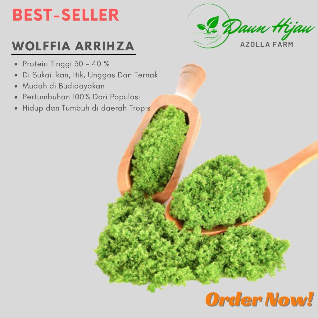 Jual Bibit Wolffia Super 1kg (Wolffia + Media Air) Siap Budidaya Aman ...