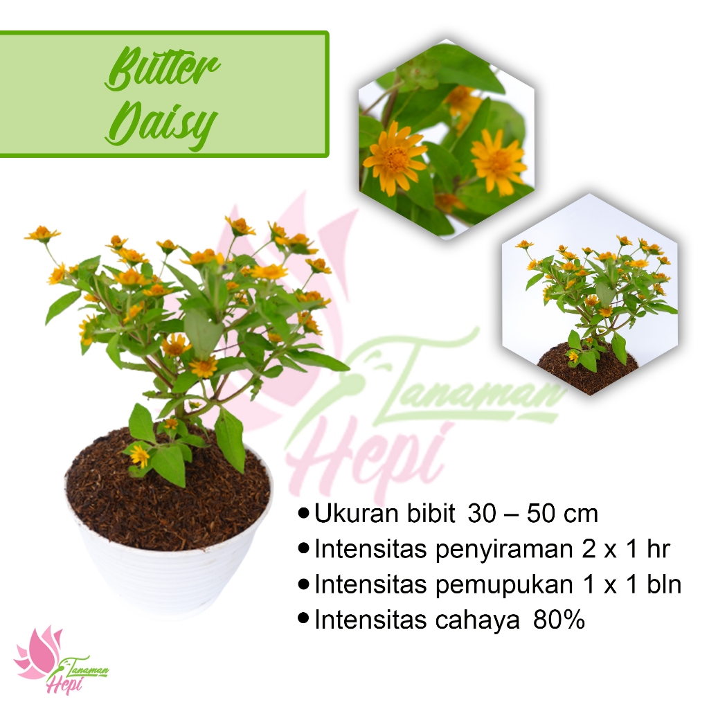 Jual Tanaman Hias Bunga Matahari Mini ( Butter Daisy Melampodium ...