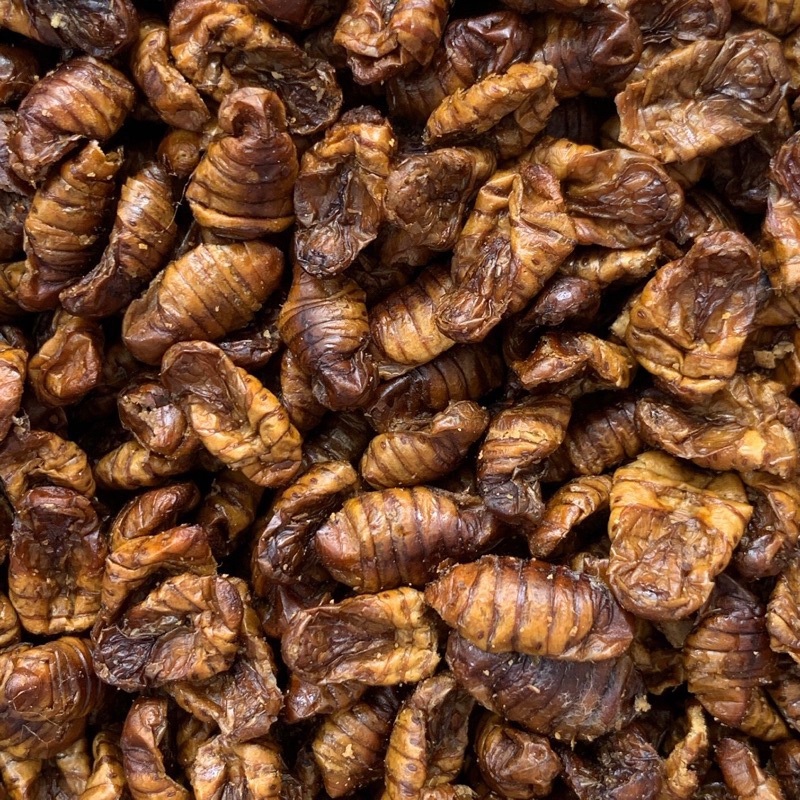 Jual Dried Silkworm Pupae Silkworms | Ulat Sutra Sutera Kering ...