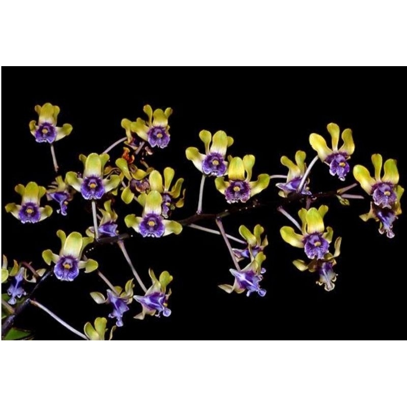 Jual anggrek dendrobium violaceoflavens anggrek besi papua | Shopee ...