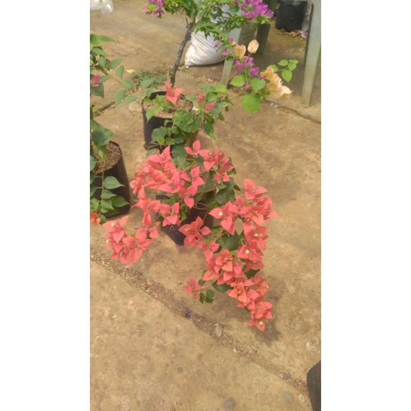 Jual TANAMAN HIAS BUGENVIL BUNGA KERTAS AUSY HAWAI OREN | Shopee Indonesia