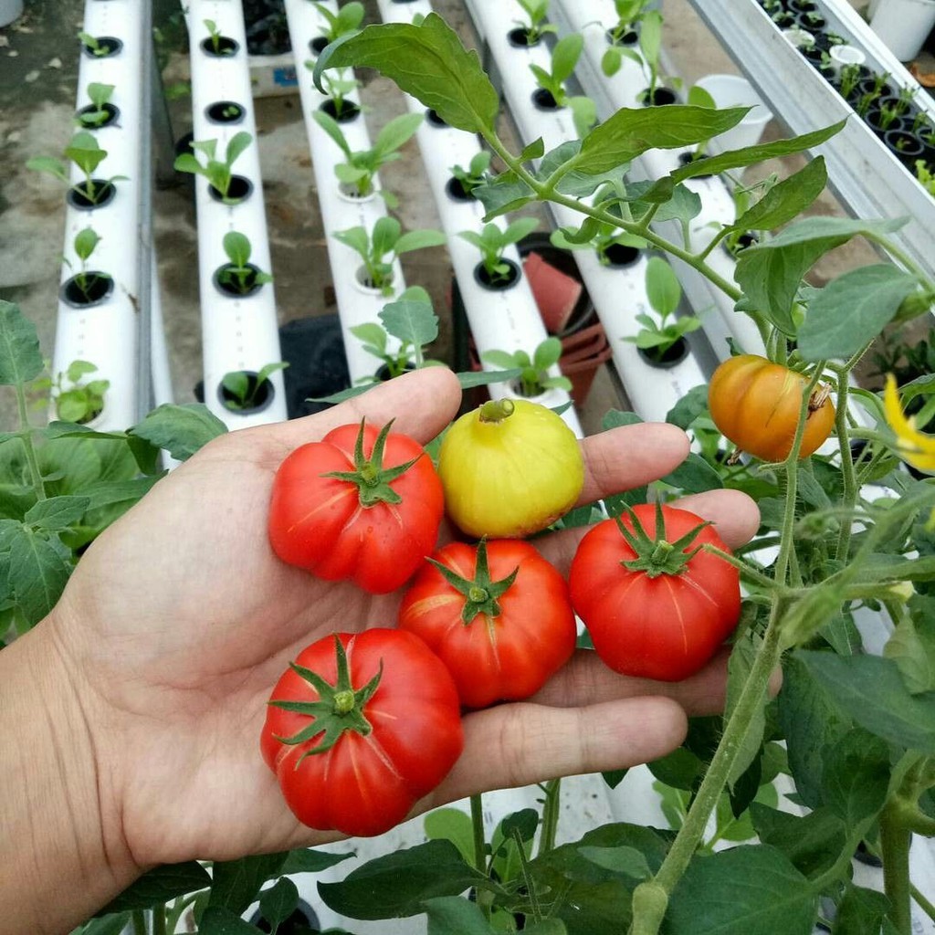 Jual Bosplant - 100 Benih Bibit Tomat Mawar Keriting Super Premium ...