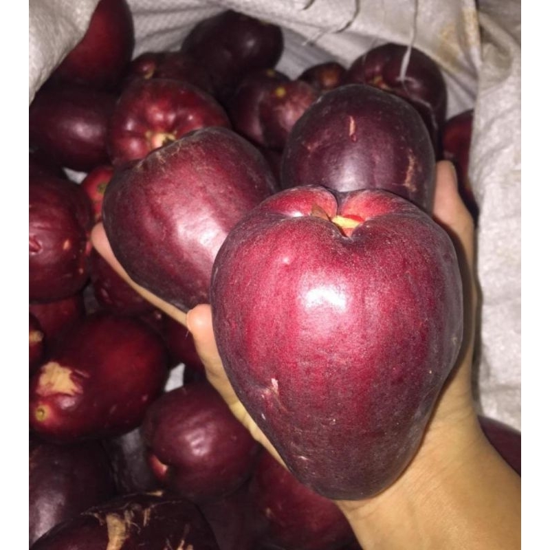 Jual JAMBU JAMAICA 1KG/JAMBU JAMAICA FRESH/jambu bol jamaica fresh 1kg ...