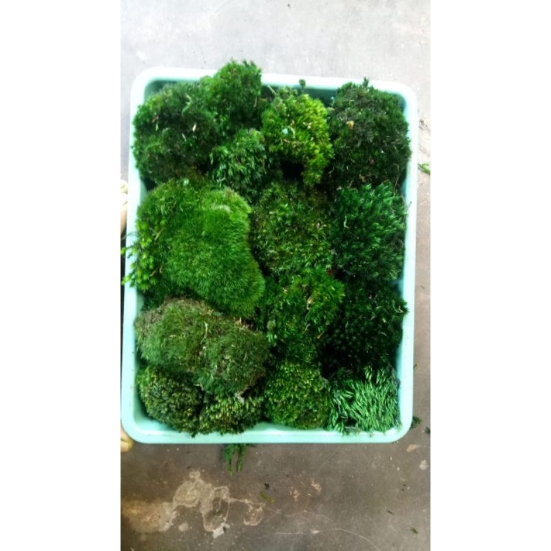 Jual preserved Moss, MOS hutan yang diawetkan dengan kondisi mati ...