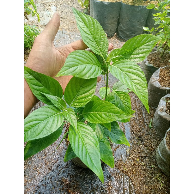 Jual Tanaman teh Merah Mexico(Justicia Secunda) | Shopee Indonesia