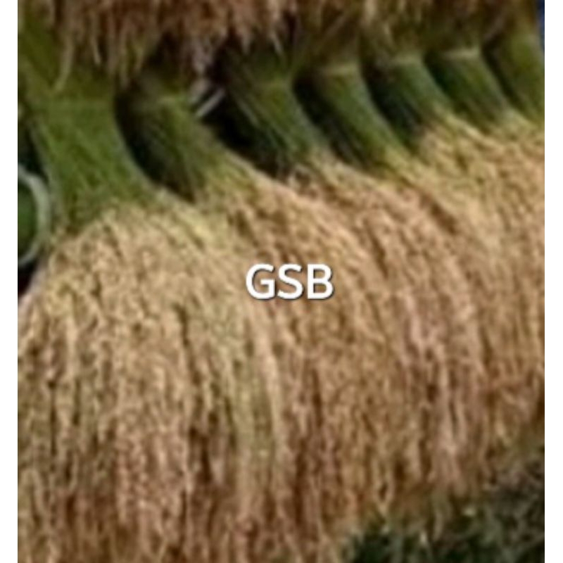 Jual Padi huma asli pedalaman benih padi ladang darat | Shopee Indonesia