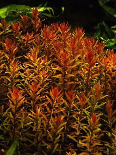 Jual Ammania Bonsai Red Aquascape Tanaman Air | Shopee Indonesia