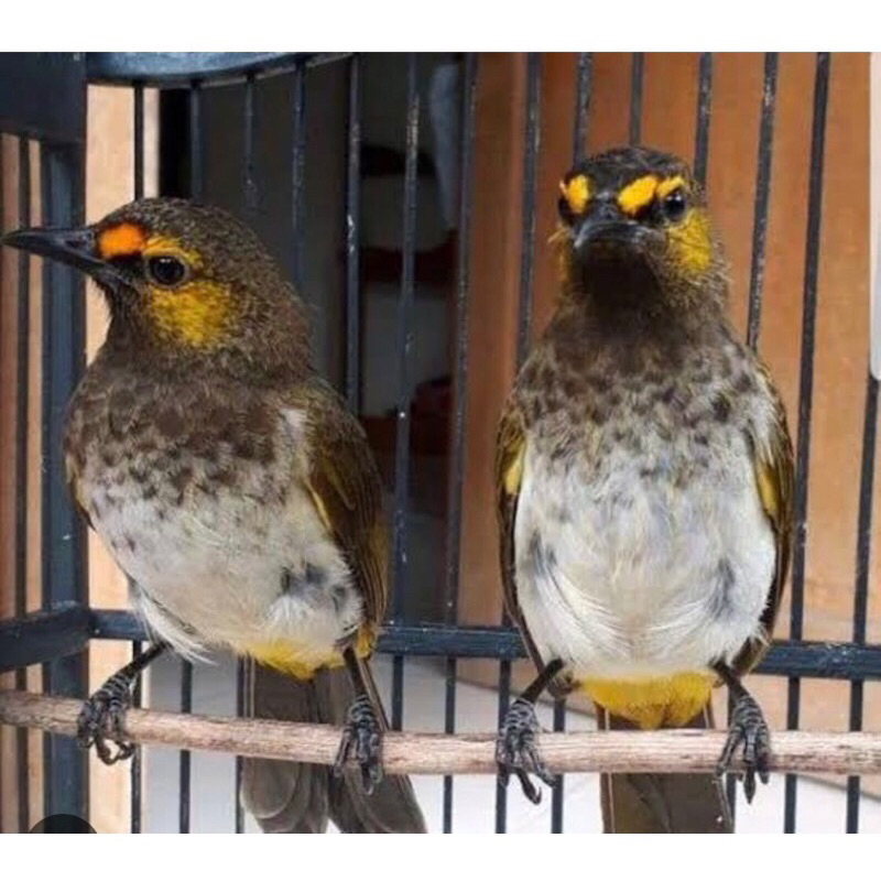 Jual burung cak wilis pilihan rawatan | Shopee Indonesia