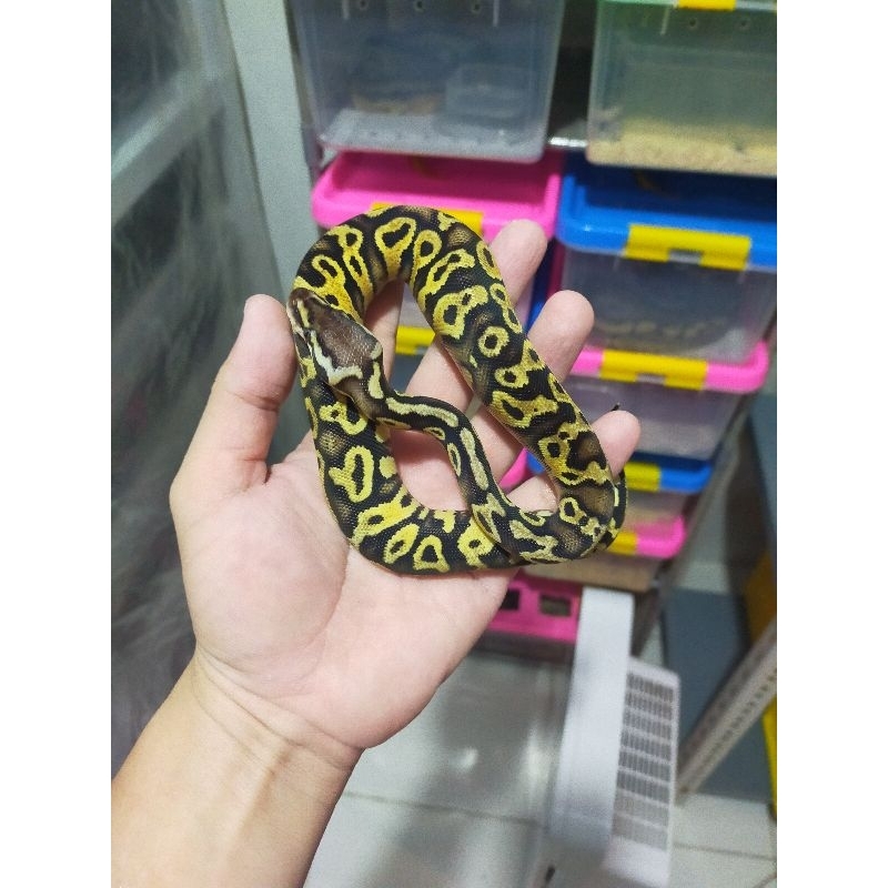 Jual Ball Python Pastel I Ball Python | Ball Python Morph Pastel Male ...