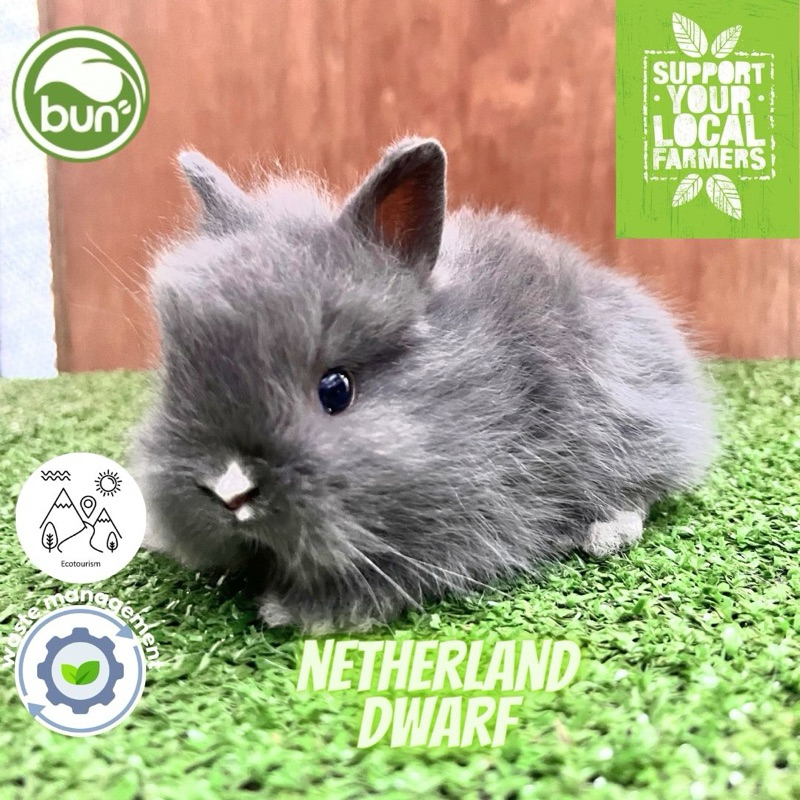 Jual Kelinci abu tua Mini netherland dwarf anakan | Shopee Indonesia