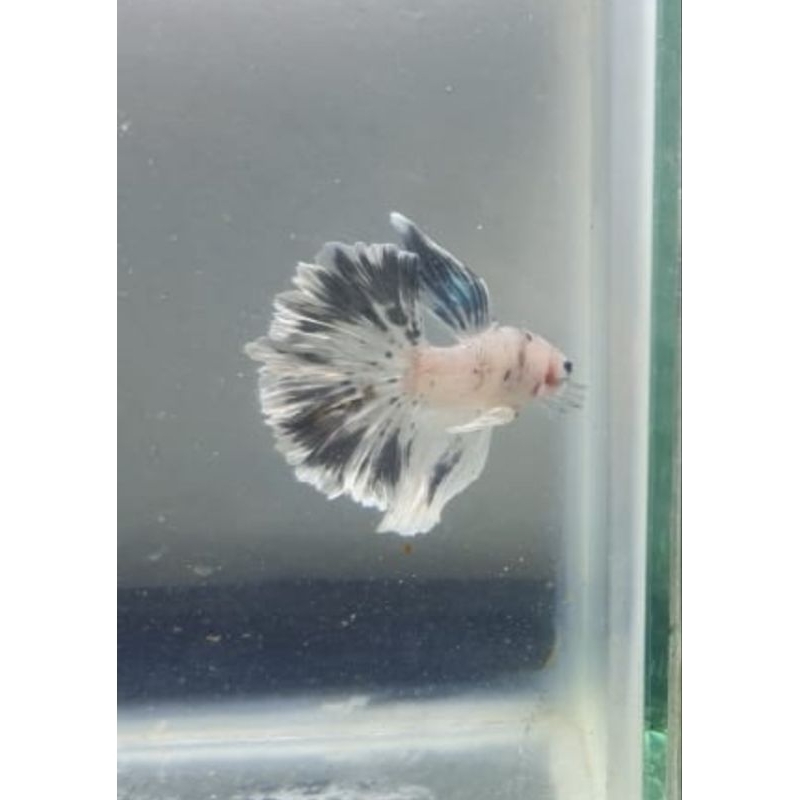 Jual Ikan Cupang Halfmoon Male Cupang Jantan Putih Hitam 028 | Shopee ...