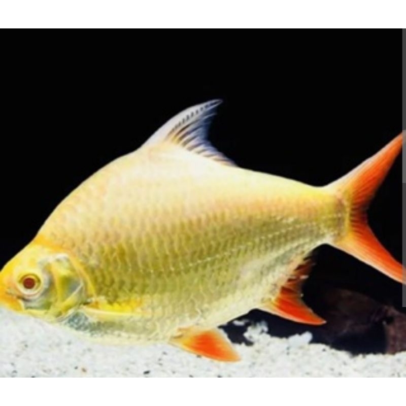 Jual ikan kaviat albino ukuran xl buat tank mat ikan | Shopee Indonesia