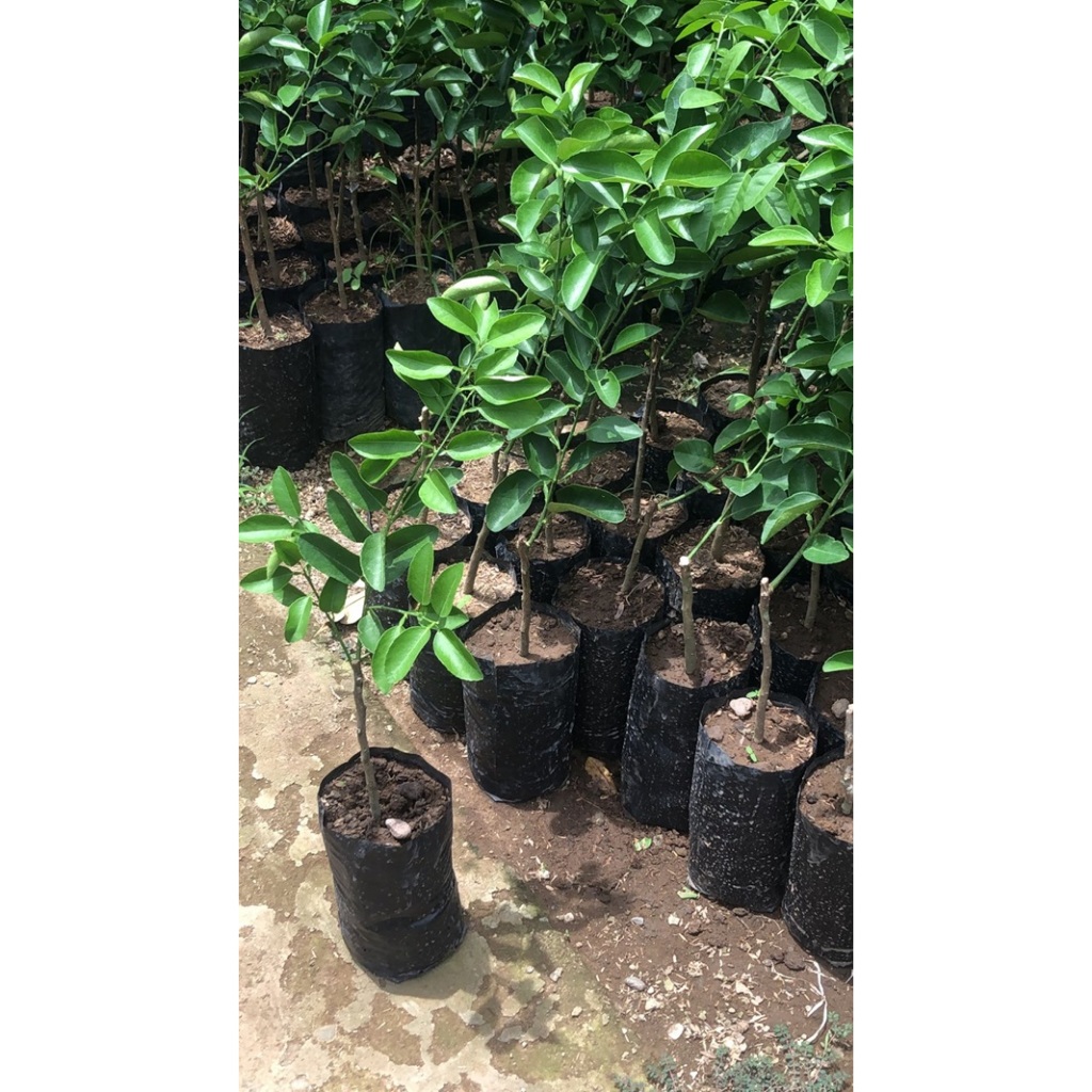Jual BIBIT JERUK NIPIS/BIBIT BUAH JERUK NIPIS/BIBIT BUAH JERUK NIPIS ... Jual BIBIT JERUK NIPIS/BIBIT BUAH JERUK NIPIS/BIBIT BUAH JERUK NIPIS ...