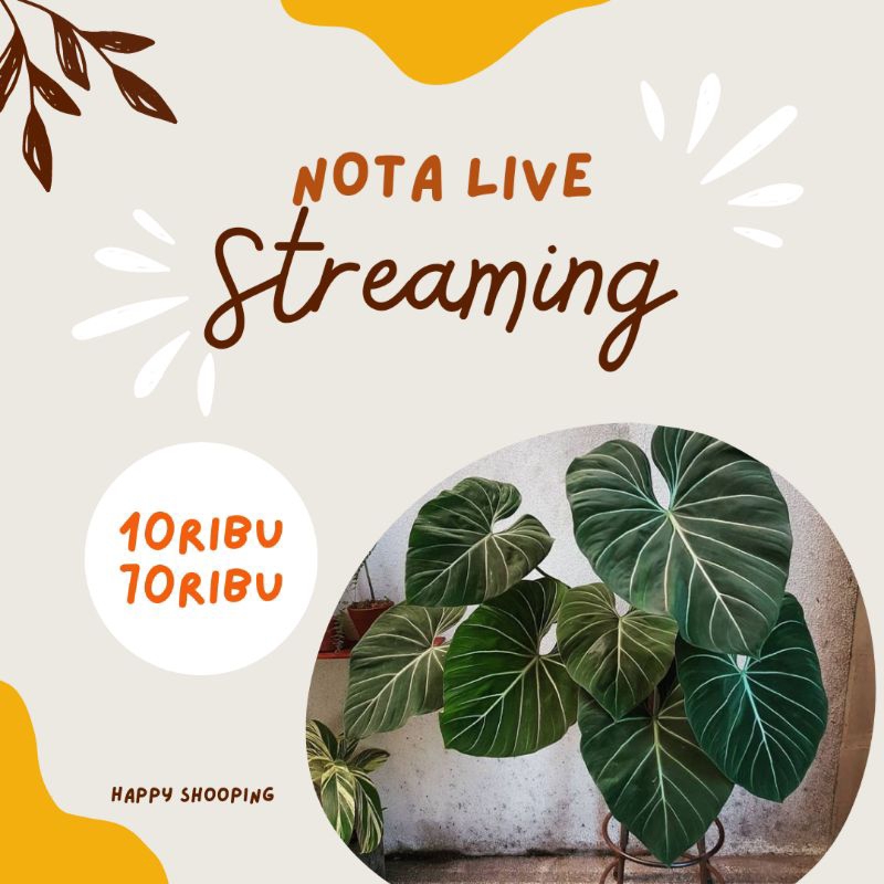 Jual Tanaman Hias ( nota 10k - 70k ) | Shopee Indonesia