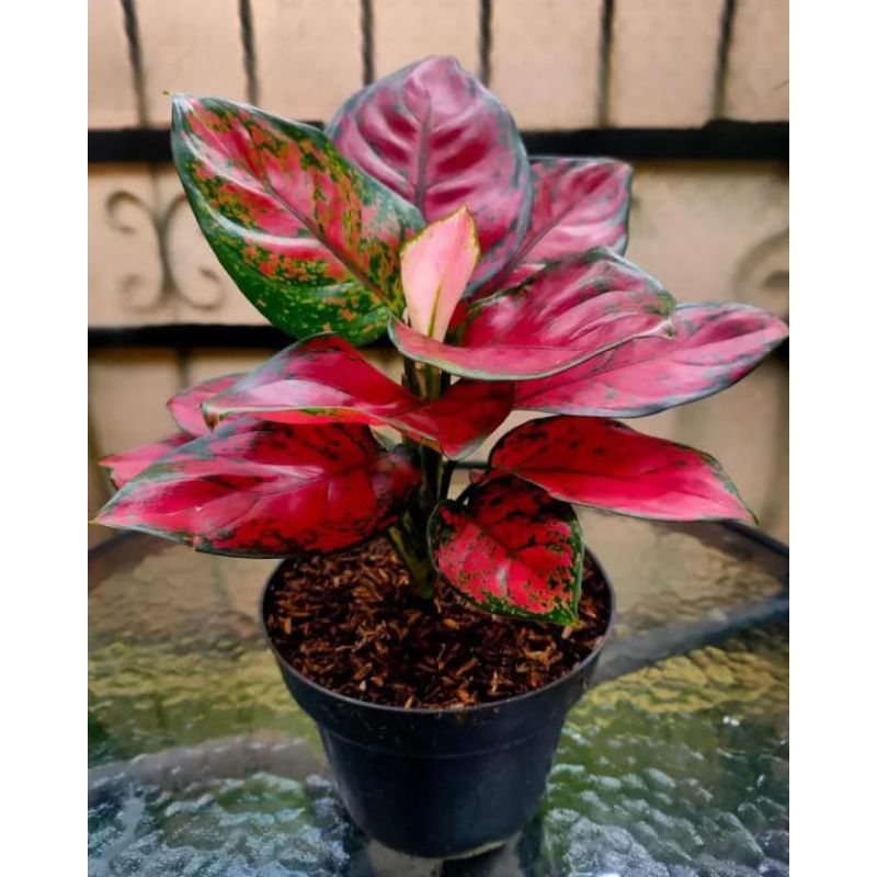 Jual Bunga Aglonema Dut Anjamani full merah | Shopee Indonesia