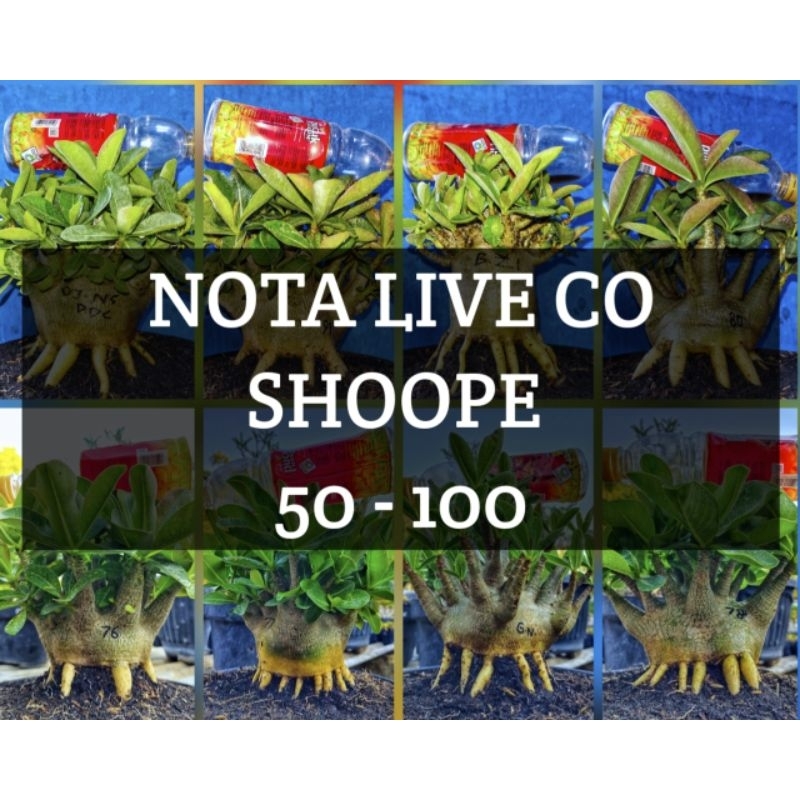 Jual Link CO SHOPEE 50 - 100 berat 3 kg | Shopee Indonesia