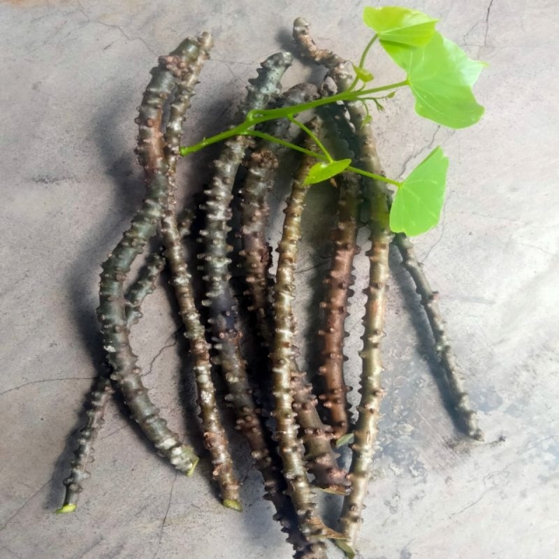 Jual 10 BATANG TUA BROTOWALI, PENAWAR SAMPAI, PETRAWALI, BISA UNTUK DI ...