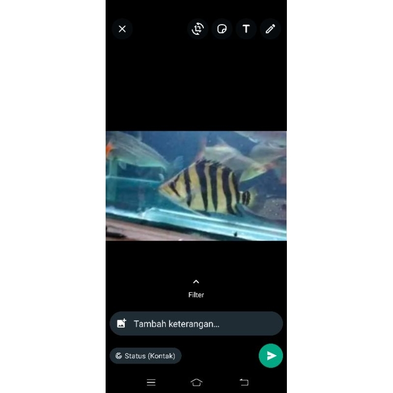 Jual datz Borneo | Shopee Indonesia