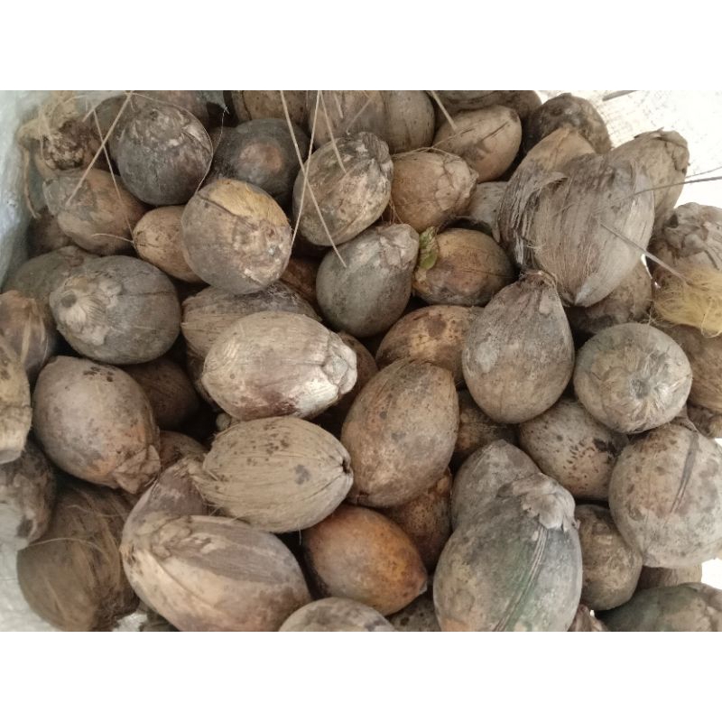 Jual Buah pinang tua kering bibit pinang super unggul | Shopee Indonesia