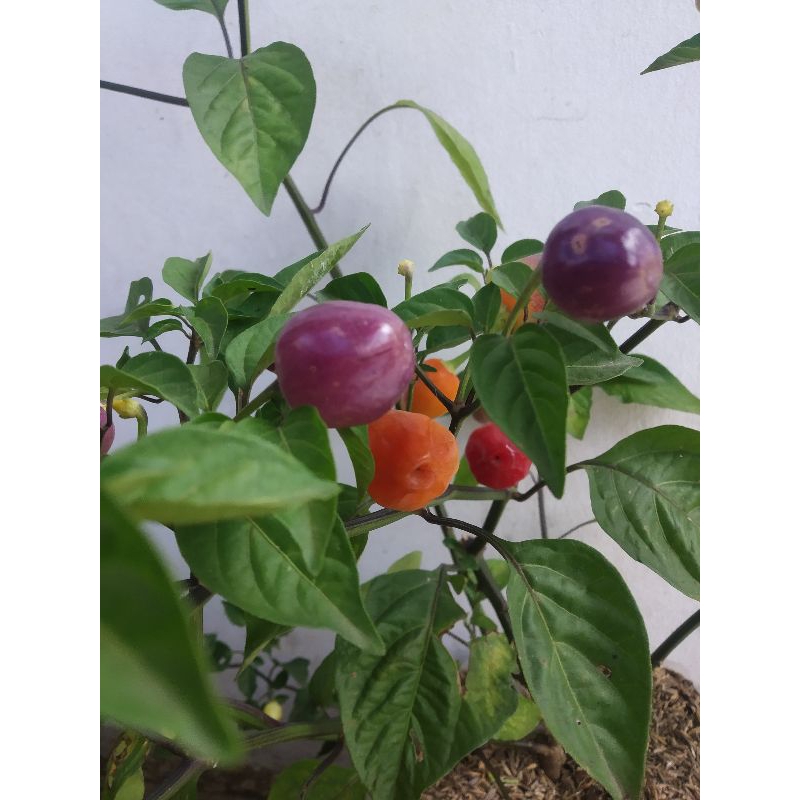 Jual Tanaman Bibit Cabe/Cabai Pelangi Tanaman Hidup Berakar | Shopee ...
