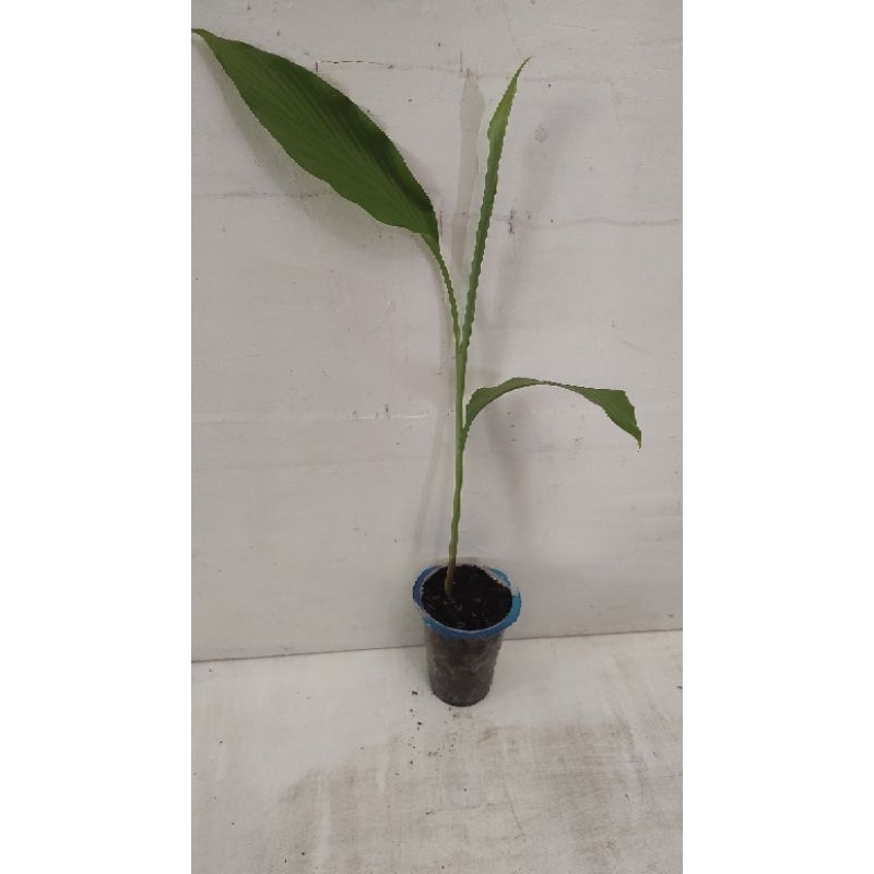 Jual bibit temu mangga/temu poh | Shopee Indonesia