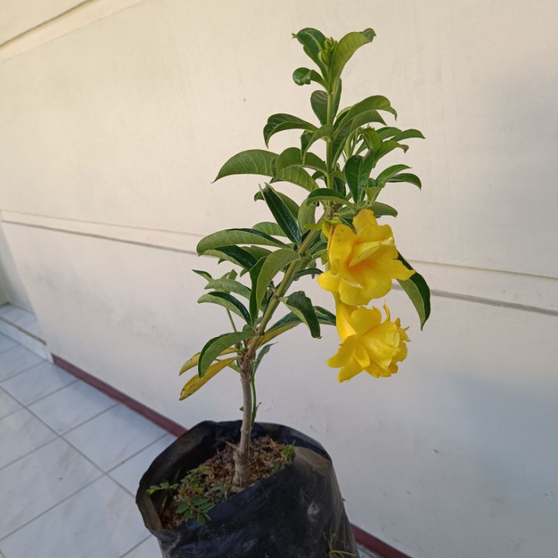 Jual Tanaman Hias Alamanda Kuning sudah berbunga - Alamda Kuning ...