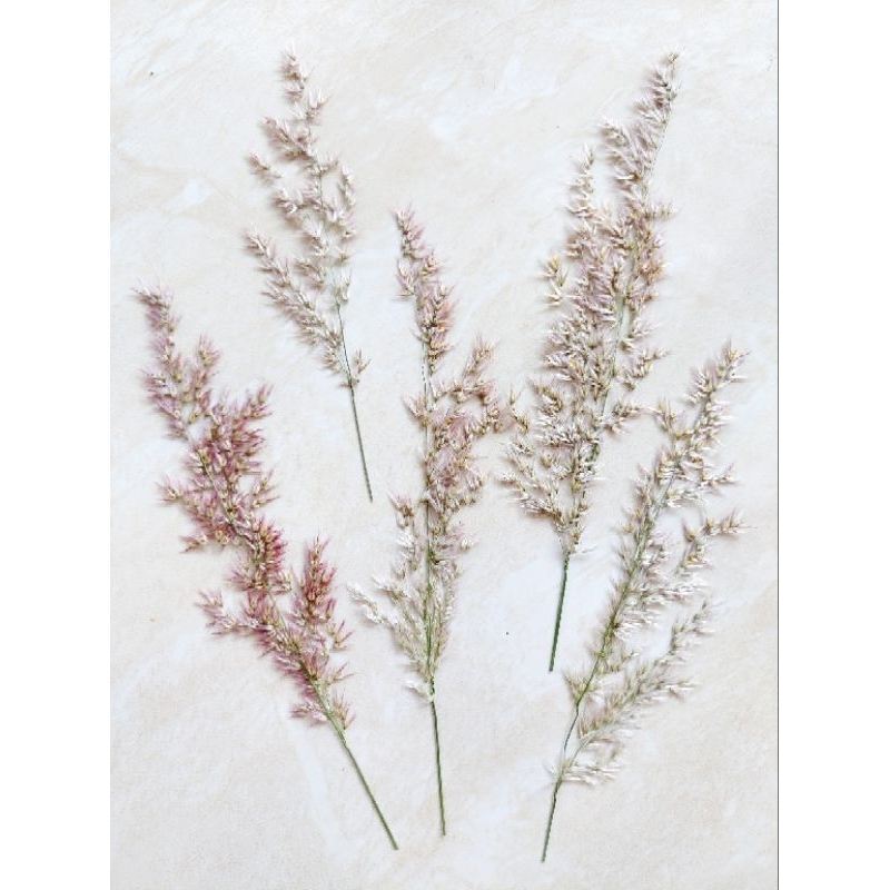 Jual Pink Grass - Rumput Liar Pink - Oshibana - Dried Flower - Bunga ...