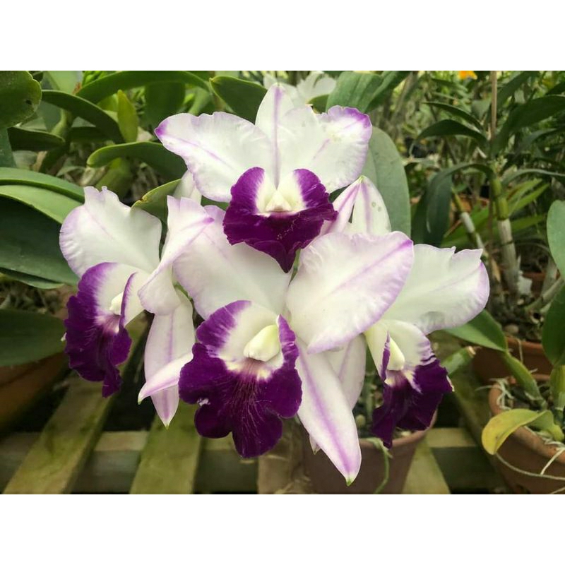 Jual Anggrek cattleya Mem robert Strait Blue hawai | Shopee Indonesia