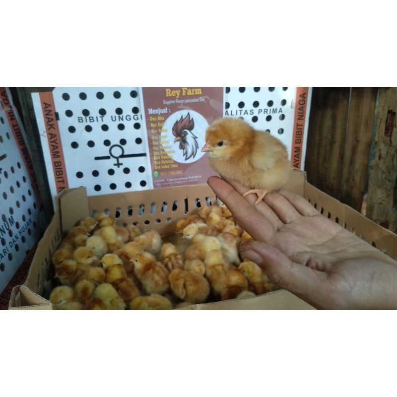 Jual Bibit ayam petelur 1 Box Isi 100 ekor / Doc Layer Betina Petelur ...