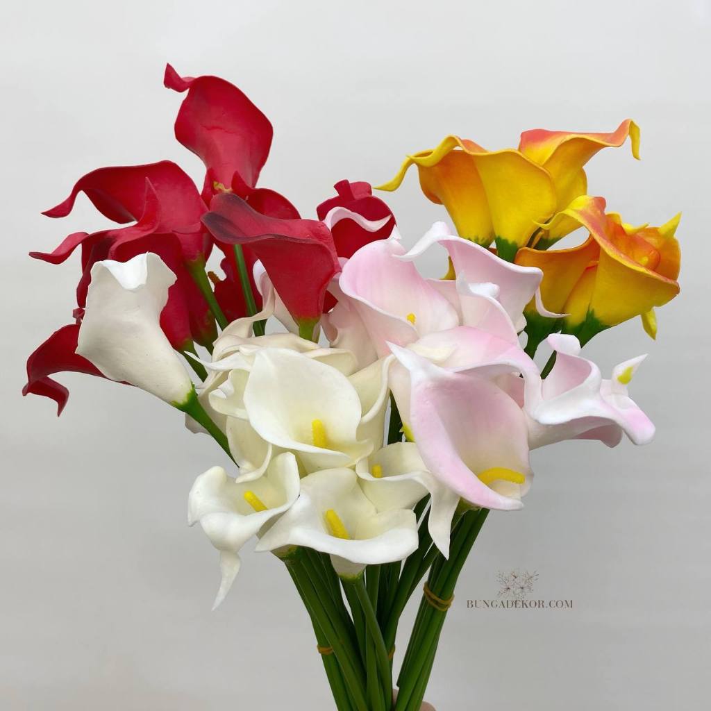 Jual Kala Lily | Shopee Indonesia