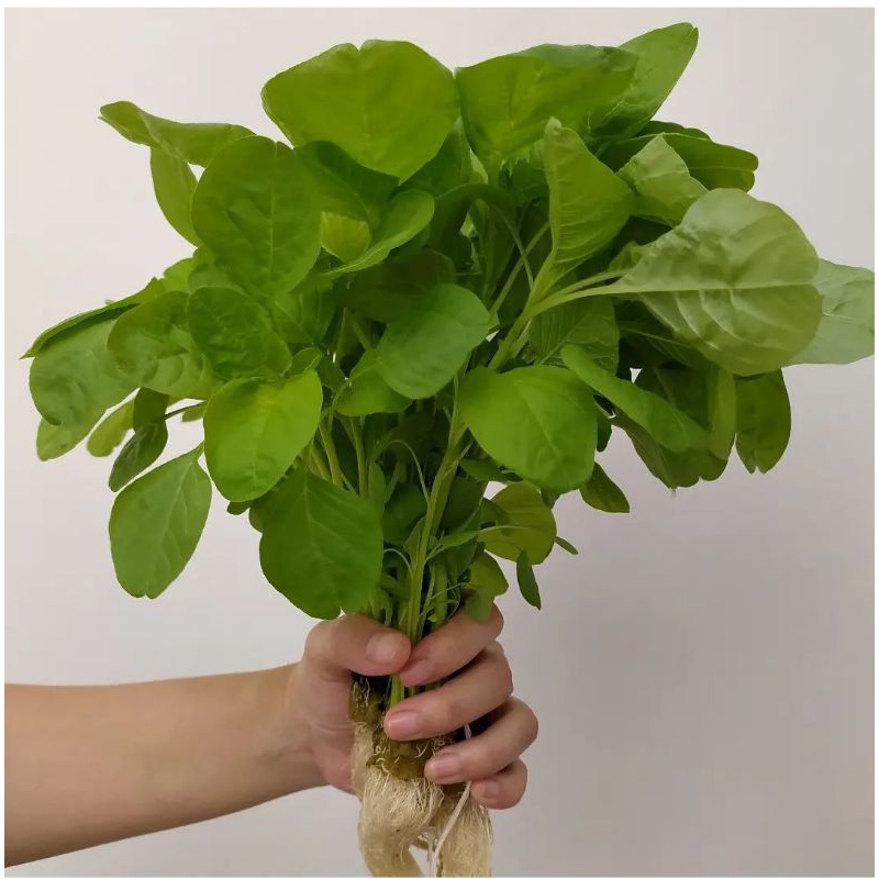 Jual Sayur Bayam Hijau Hidroponik 250gram | Shopee Indonesia