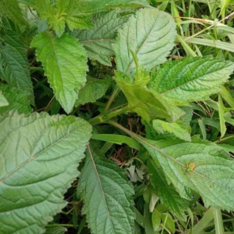 Jual Rumput knop ( Hyptis capitata ) segar 250 gram | Shopee Indonesia