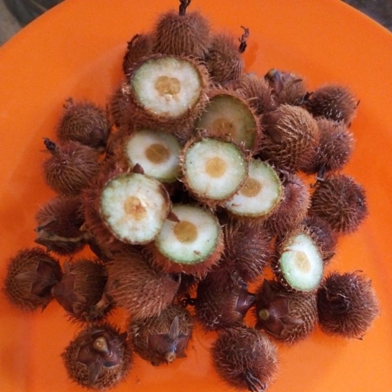 Jual Buah Jernang Atau Buah Hoe Super Muda | Shopee Indonesia