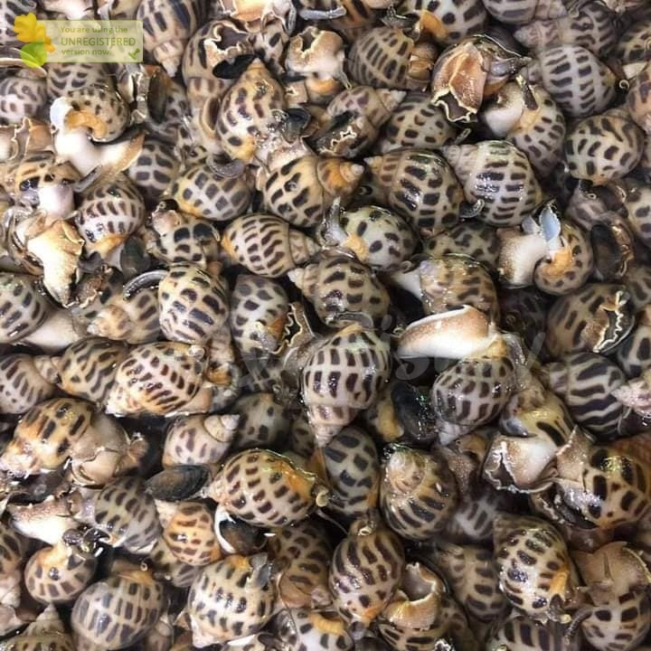 Jual Keong Macan Hidup Keong Macan Segar 1Kg | Shopee Indonesia