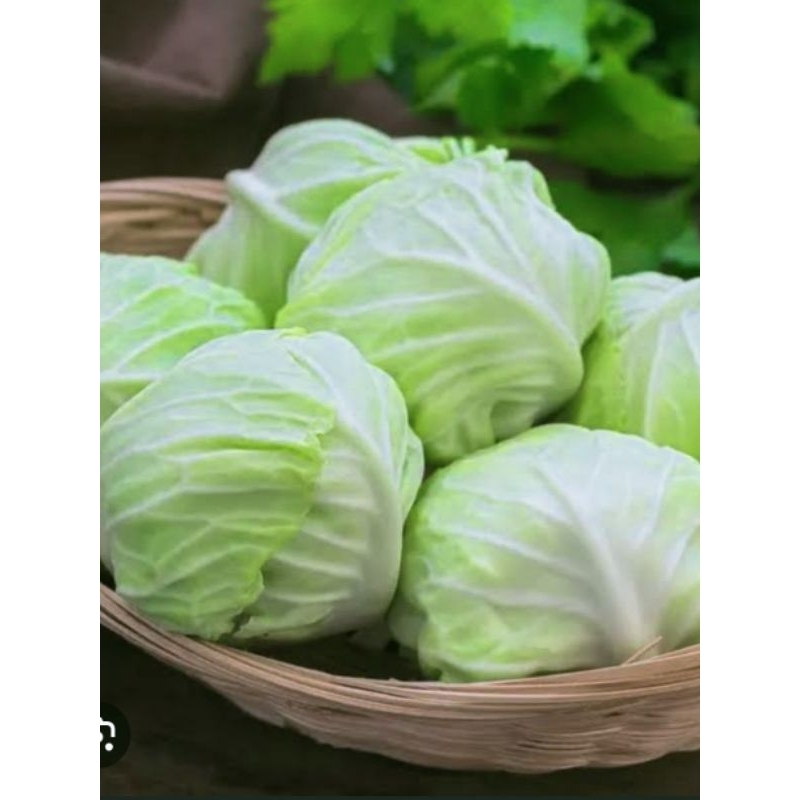 Jual Kol atau Kubis per 1KG | Shopee Indonesia